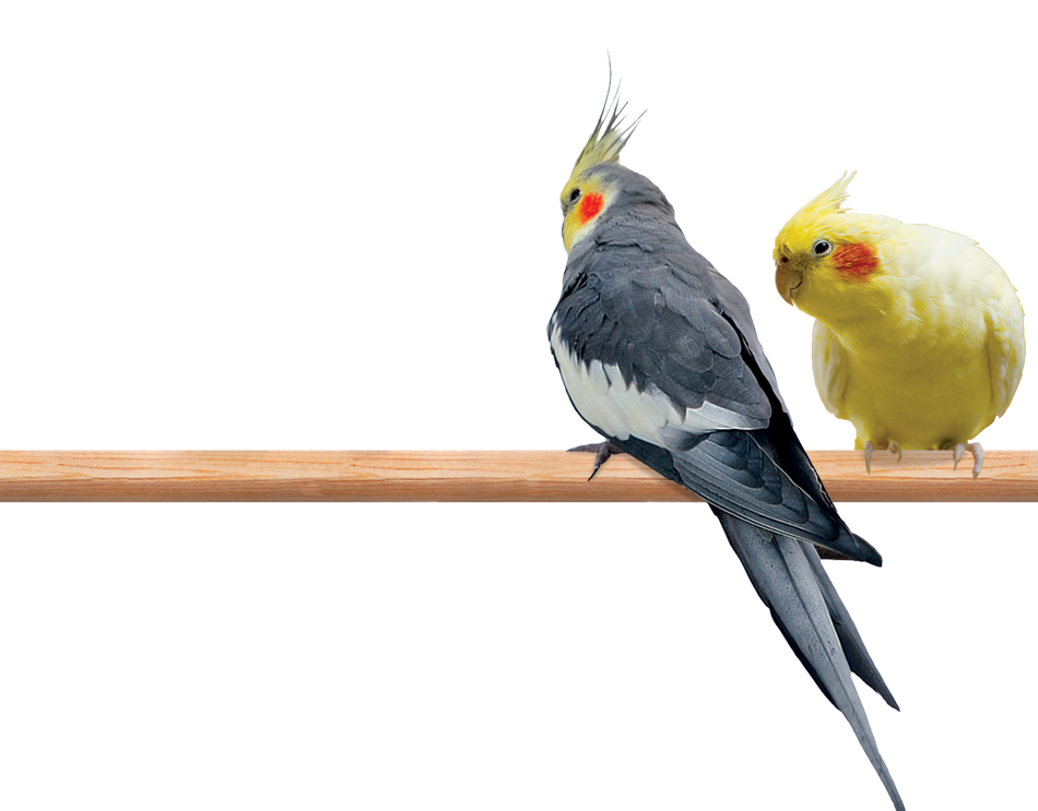 Cockatiels